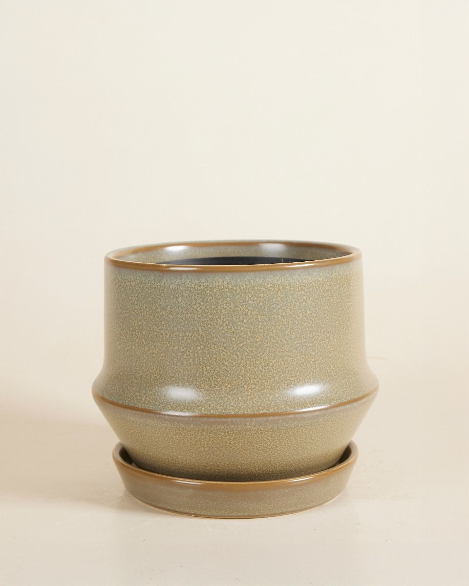 Shop Jent Pot Mint | PLNTS.com online | PLNTS.com