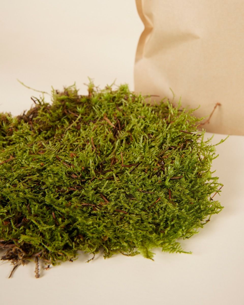 Shop Living Moss online | PLNTS.com