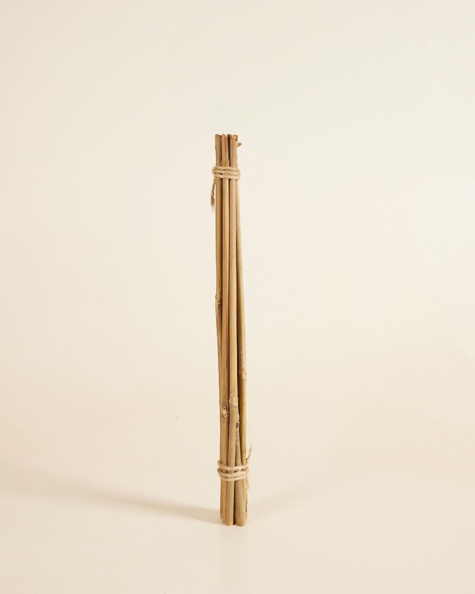 Bamboe stok 40 cm online kopen | PLNTS.com