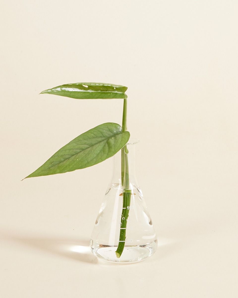 Compre Propagation Erlenmeyer Flask en línea | PLNTS.com