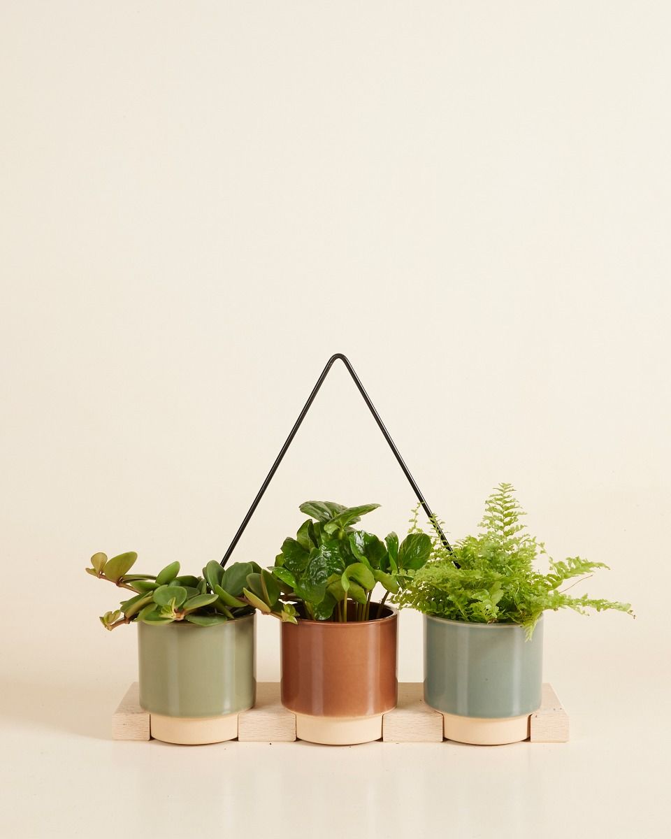 Acheter Lisa Support de Mural en ligne | PLNTS.com