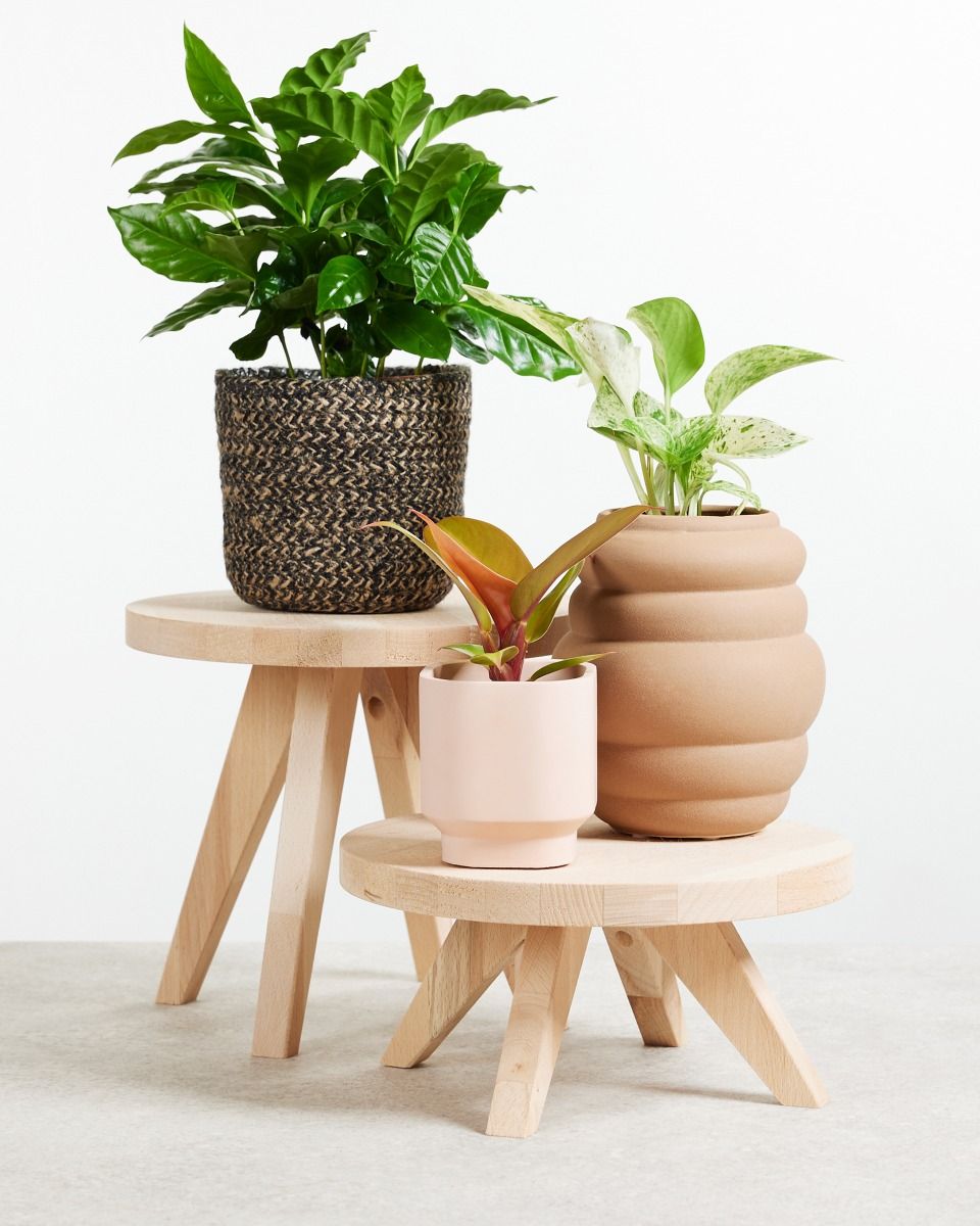 Shop Ronnie Plant Table Wood online | PLNTS.com