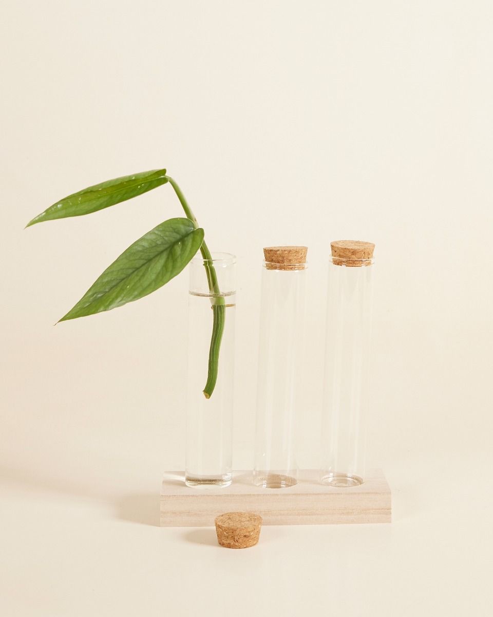 Compre Julia Propagation Set en línea | PLNTS.com