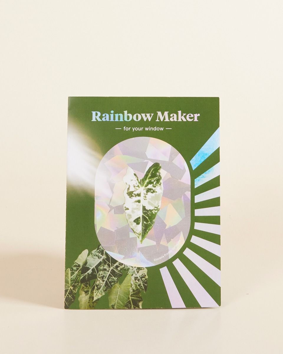 Shop Rainbow Maker online | PLNTS.com