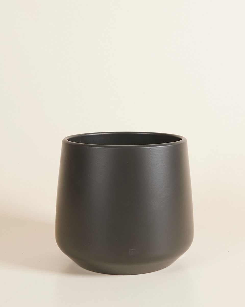 Shop Amber Pot Black online | PLNTS.com