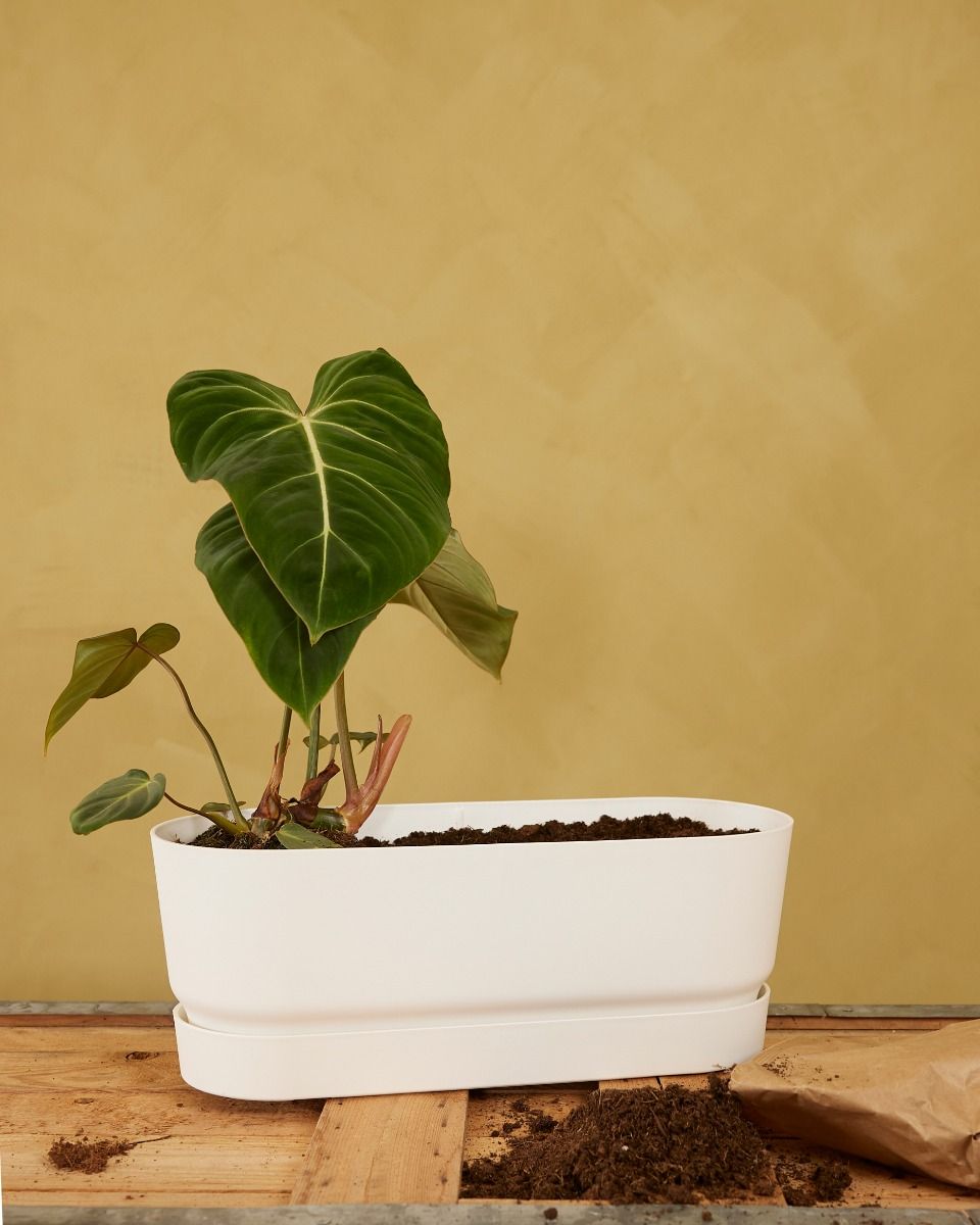 Shop Elho Miles Oval Pot White online | PLNTS.com