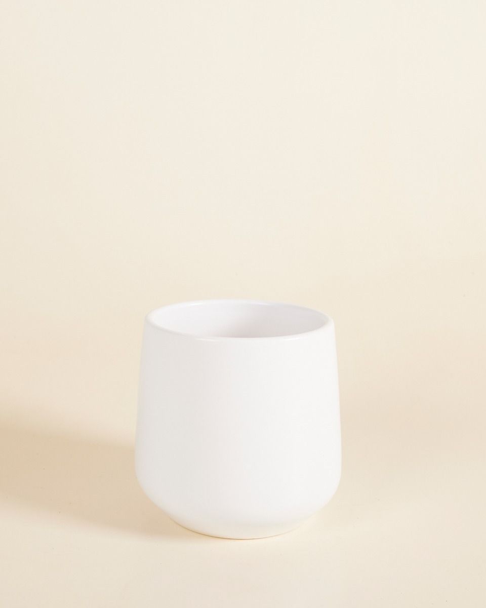 Shop Amber Pot White online | PLNTS.com