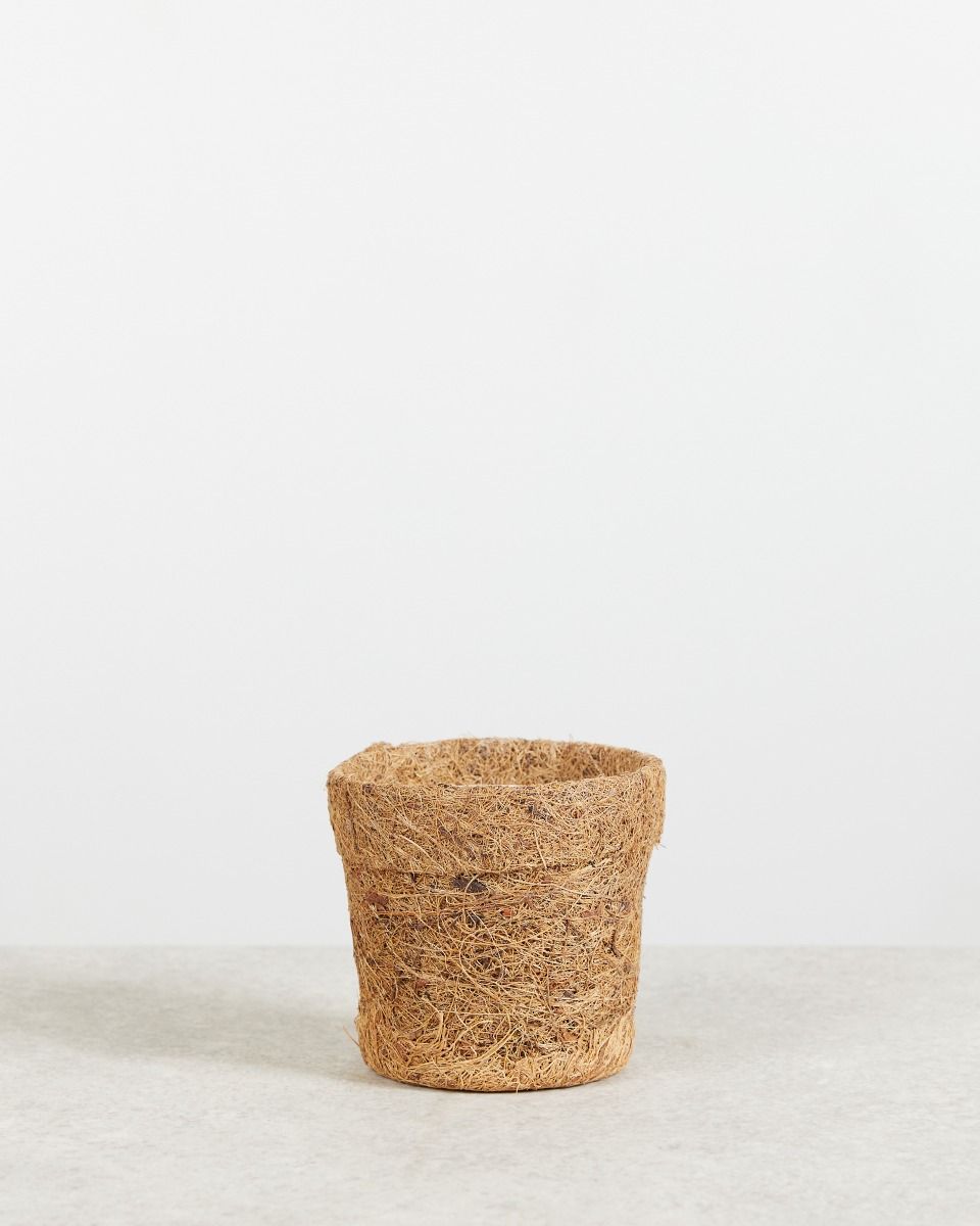 Shop Ada Kokedama Pot Coconut Fibres online | PLNTS.com