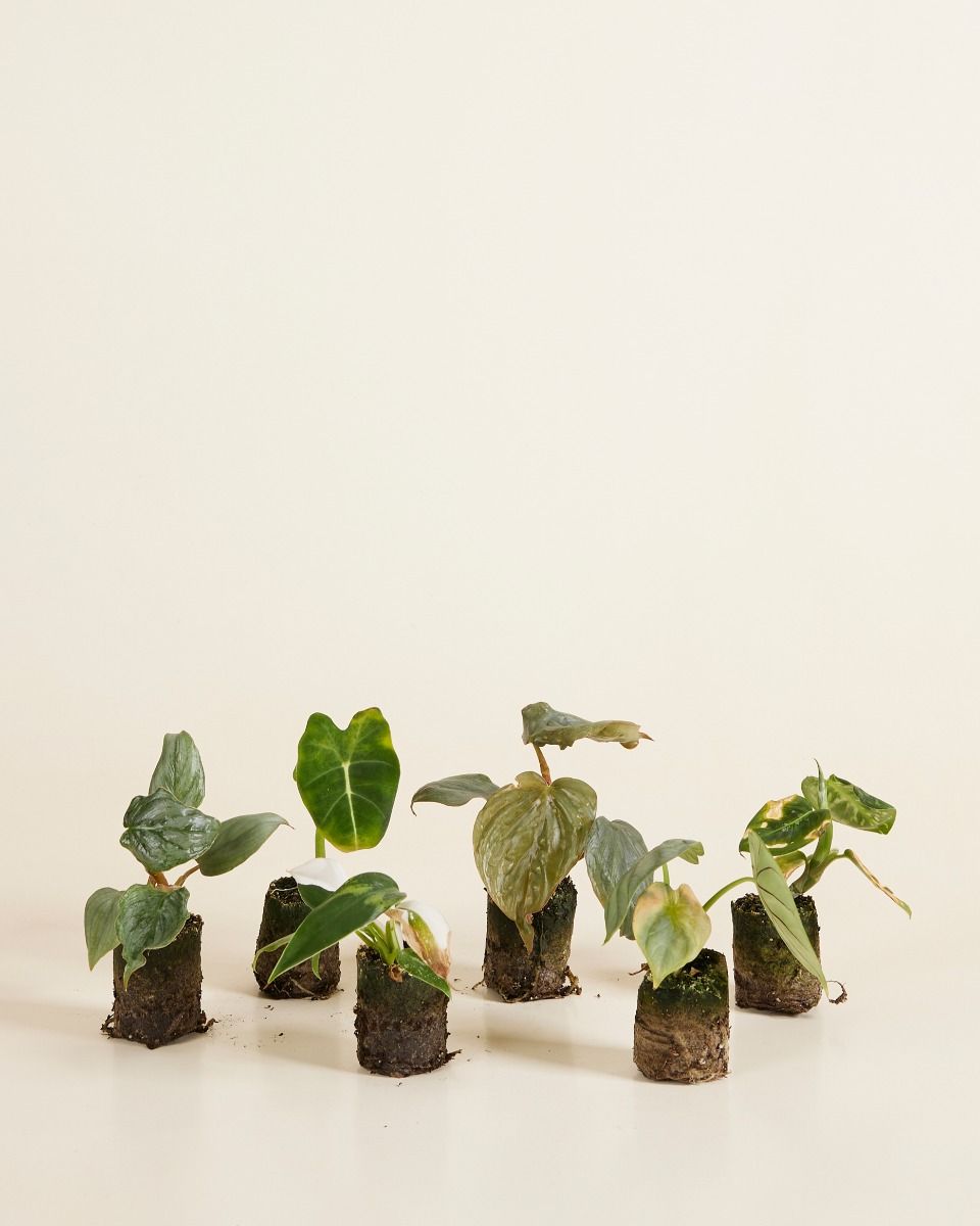 Shop Sustainability box Baby online | PLNTS.com