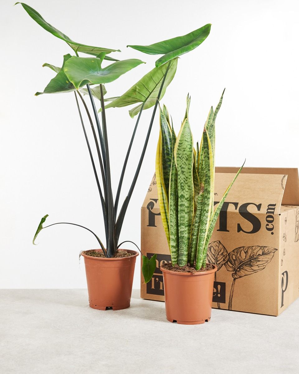 Shop Sustainability box Large online | PLNTS.com