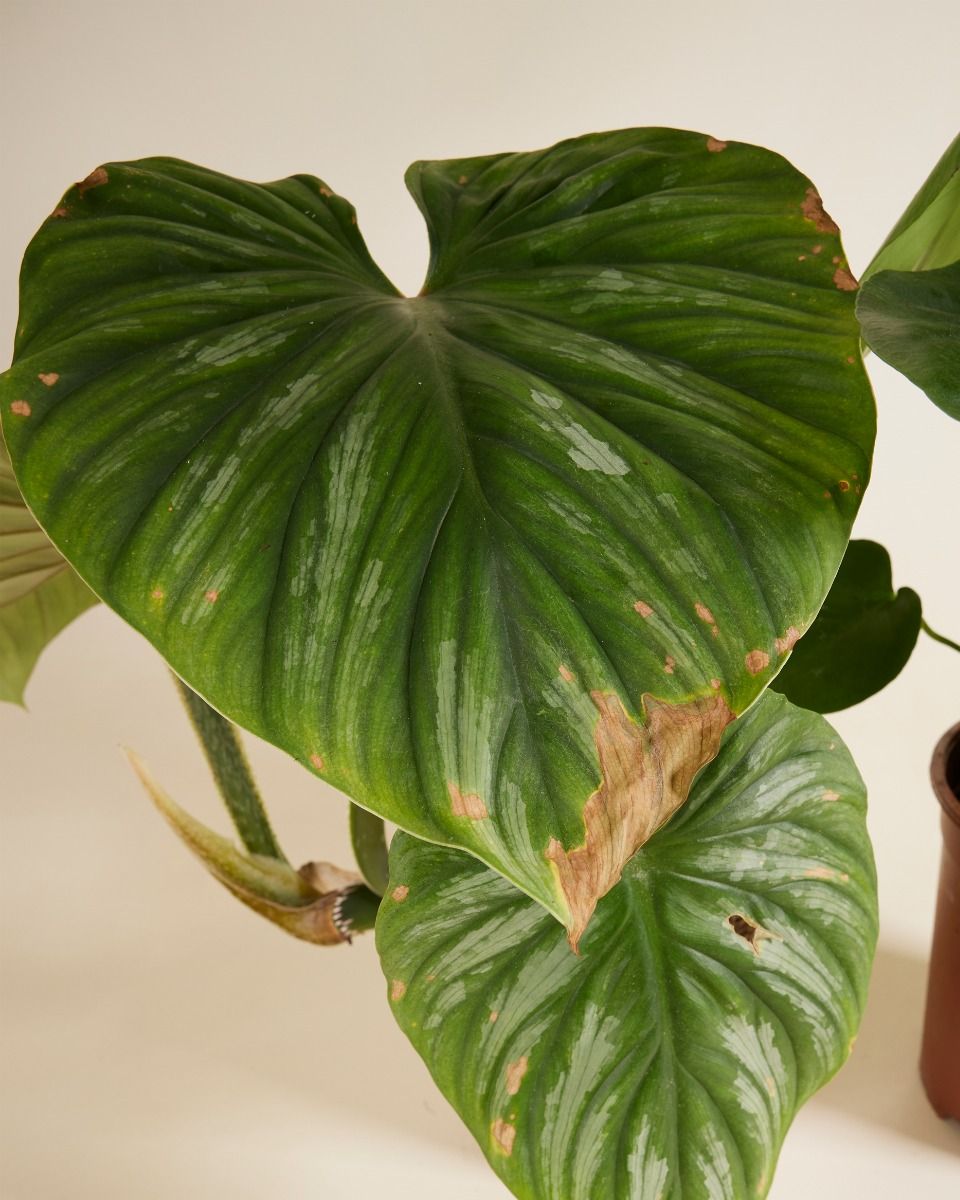 Shop Sustainability box Large online | PLNTS.com