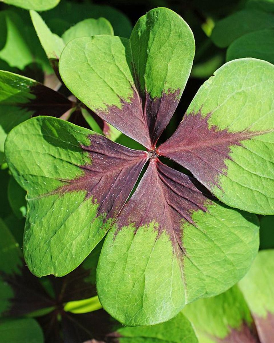 Oxalis Deppei Oxalis Deppei Tuber - Iron Cross S online kopen | PLNTS.com