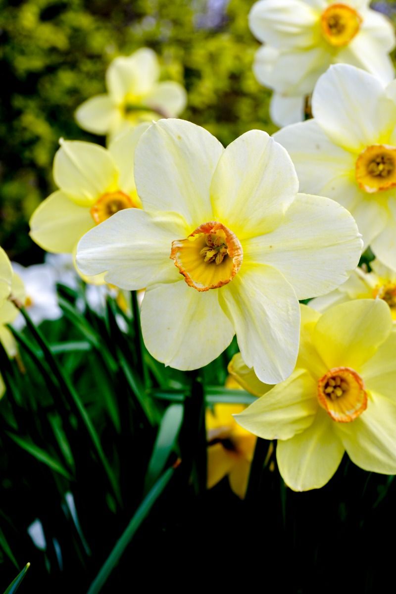 Shop Flower bulbs Flower bulbs - Narcissus Fragrant S online | PLNTS.com