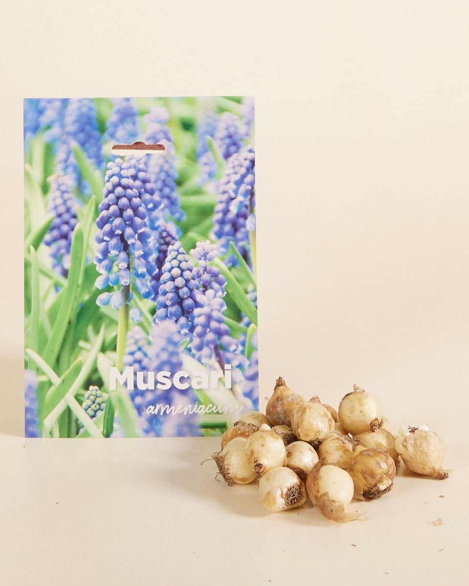 Shop Flower bulbs Flower bulbs - Muscari Armeniacum S online | PLNTS.com