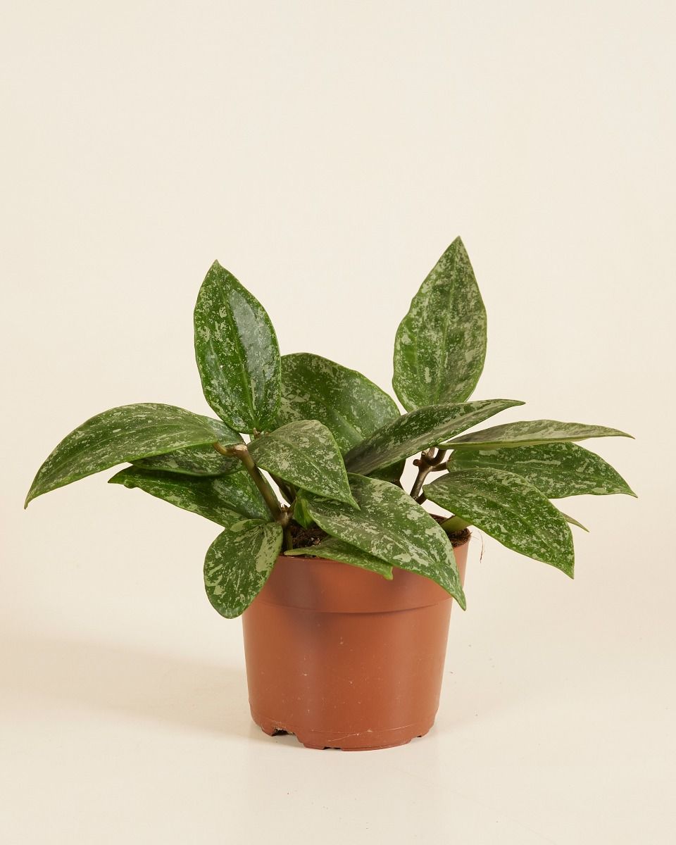 Shop Hoya Rangsan 'Star of Borneo' M (Wax flower) online | PLNTS.com