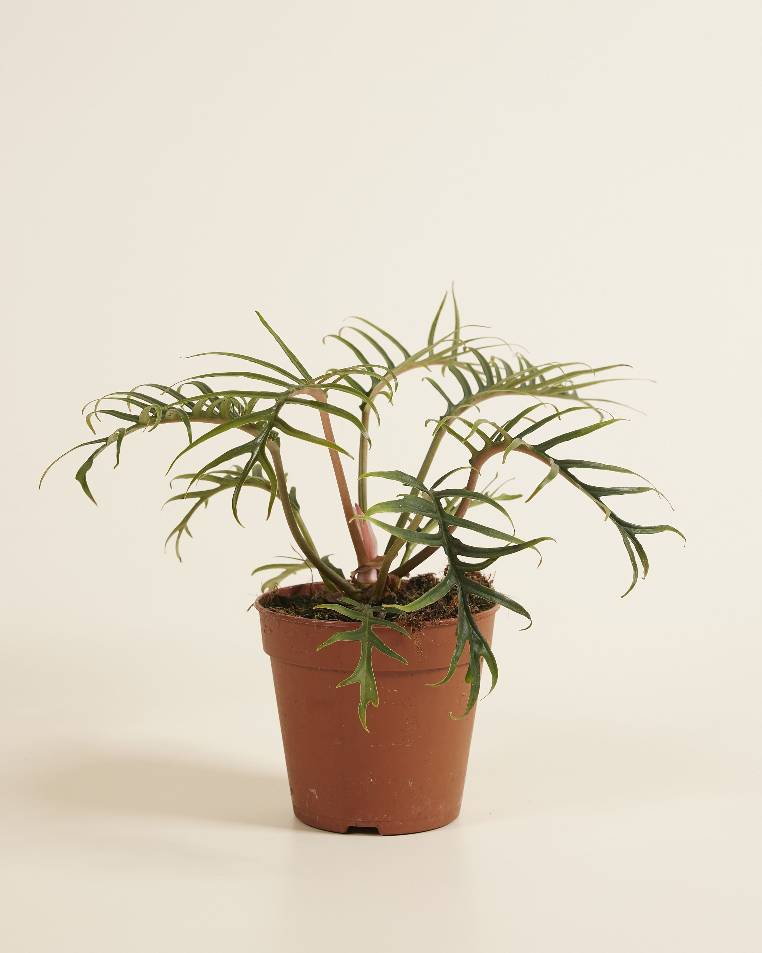 Shop Philodendron Tortum M online | PLNTS.com