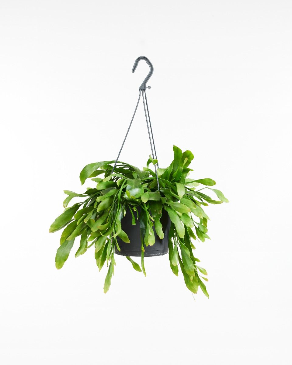 Acheter Rhipsalis Ramulosa Red Coral L (Cactus-corail) en ligne | PLNTS.com