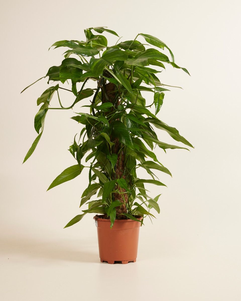 Shop Epipremnum Pinnatum Skeleton Key L (Pothos) online | PLNTS.com