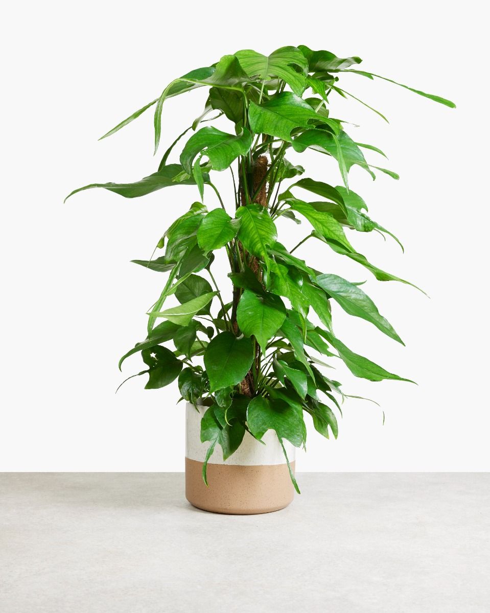 Shop Epipremnum Pinnatum Skeleton Key L (Pothos) online | PLNTS.com