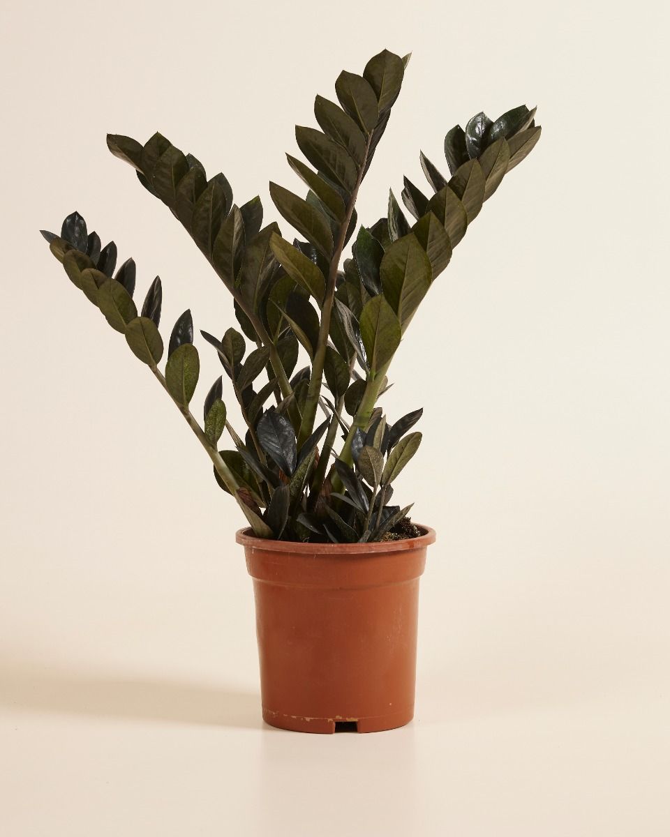 Shop Zamioculcas Raven L online | PLNTS.com