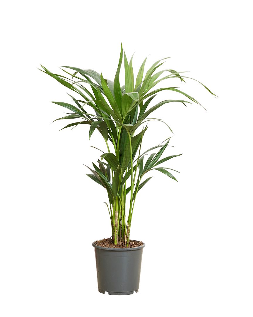 Shop Palm Kentia (Howea Fosteriana) online | PLNTS.com