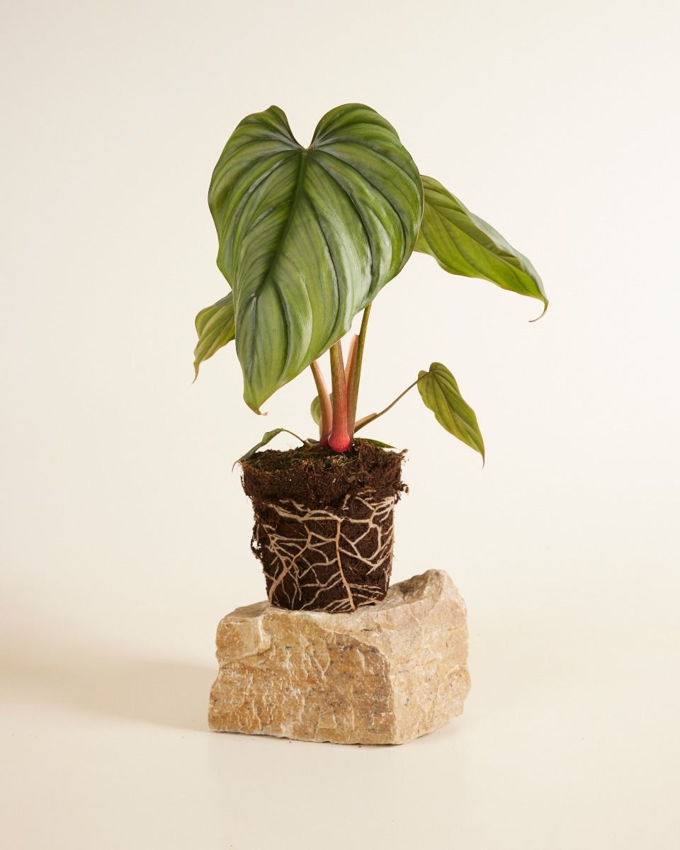 Acheter Philodendron SP Colombia L en ligne | PLNTS.com