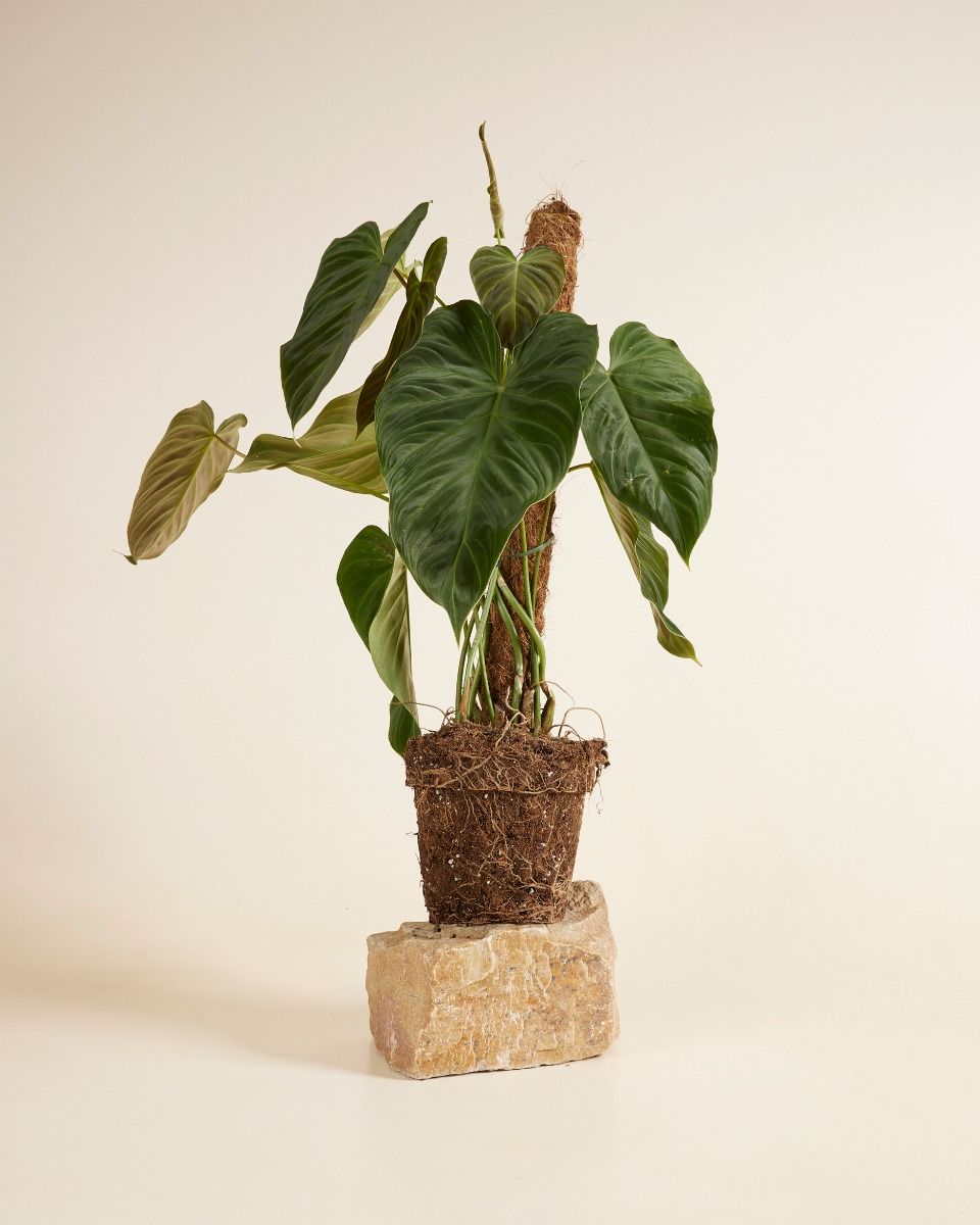 Shop Philodendron Splendid online | PLNTS.com