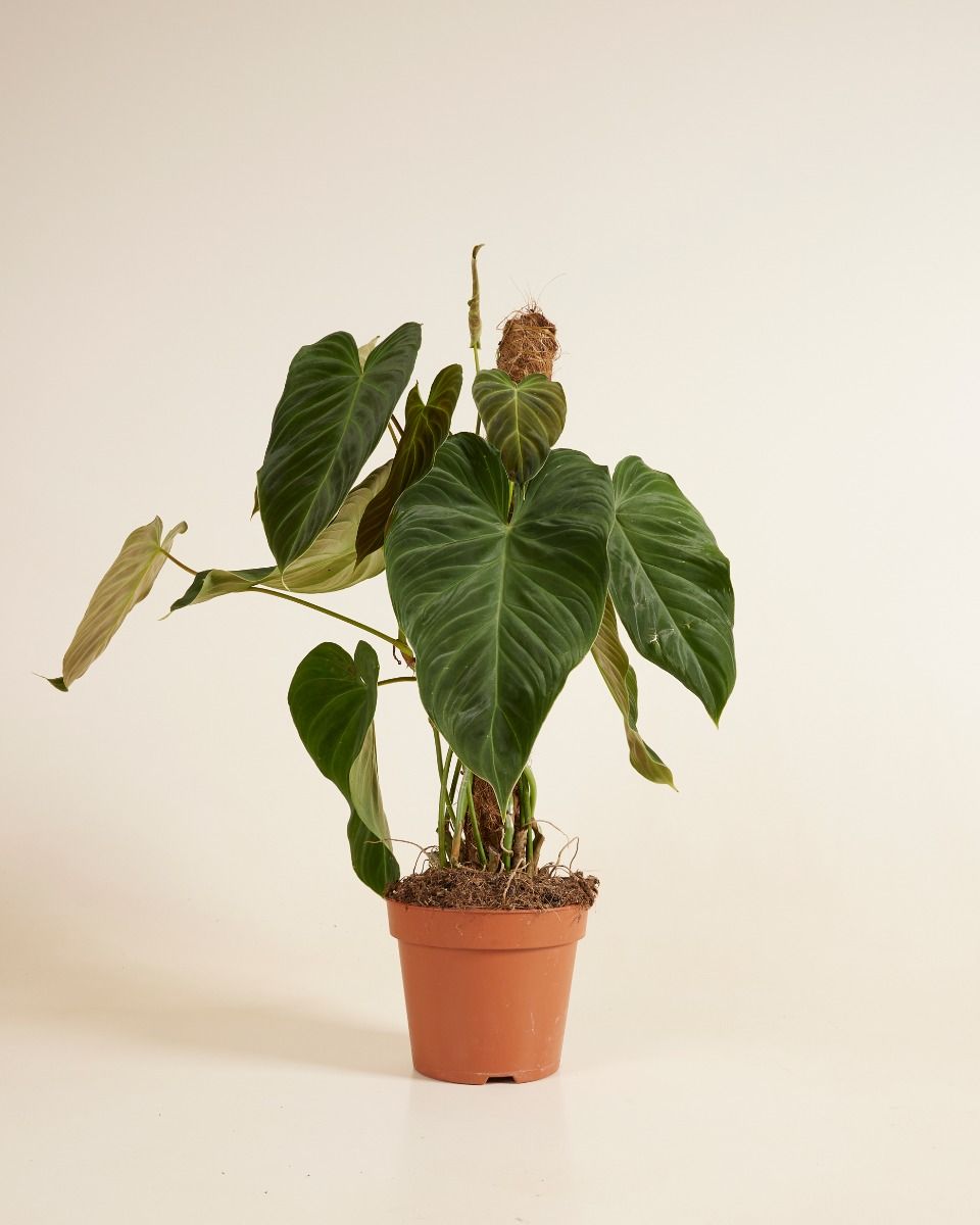 Shop Philodendron Splendid L online | PLNTS.com