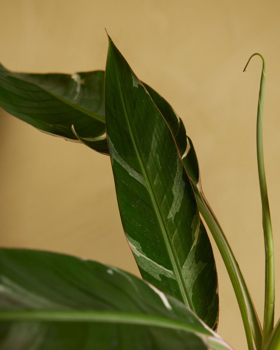 Shop Musa Florida Variegata L online | PLNTS.com