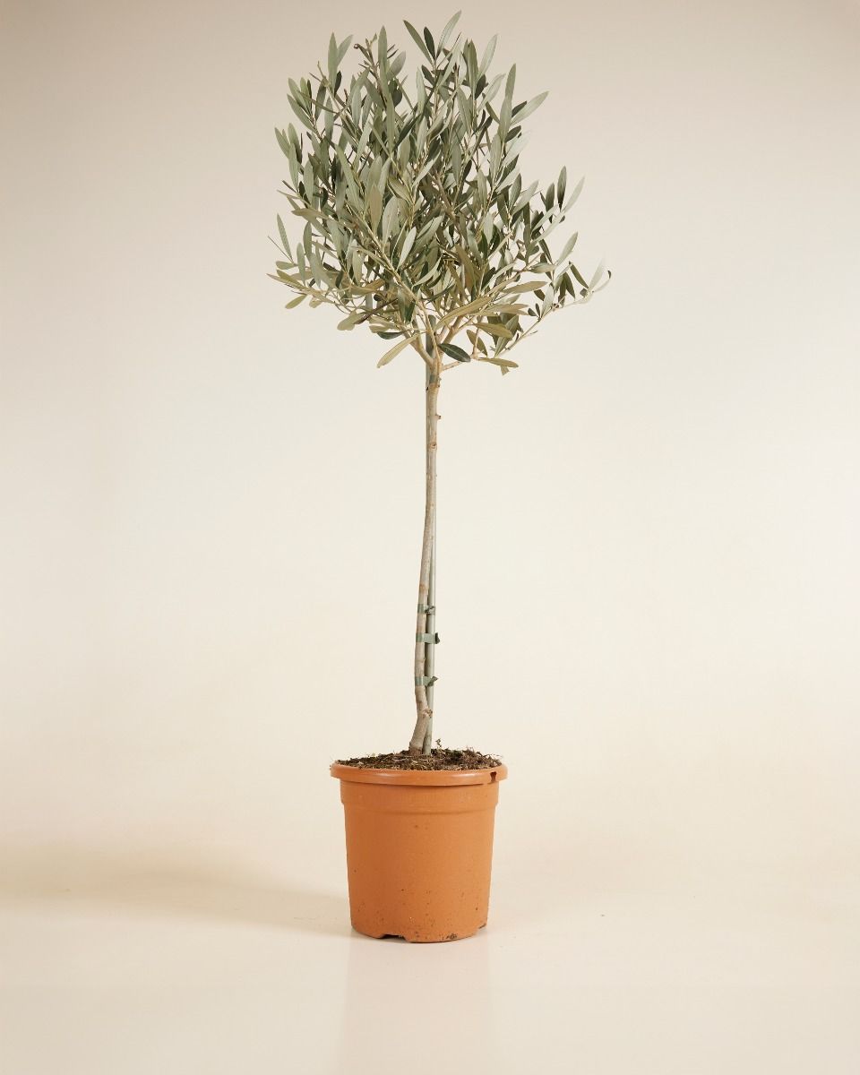 Acheter Olea Europaea L en ligne | PLNTS.com