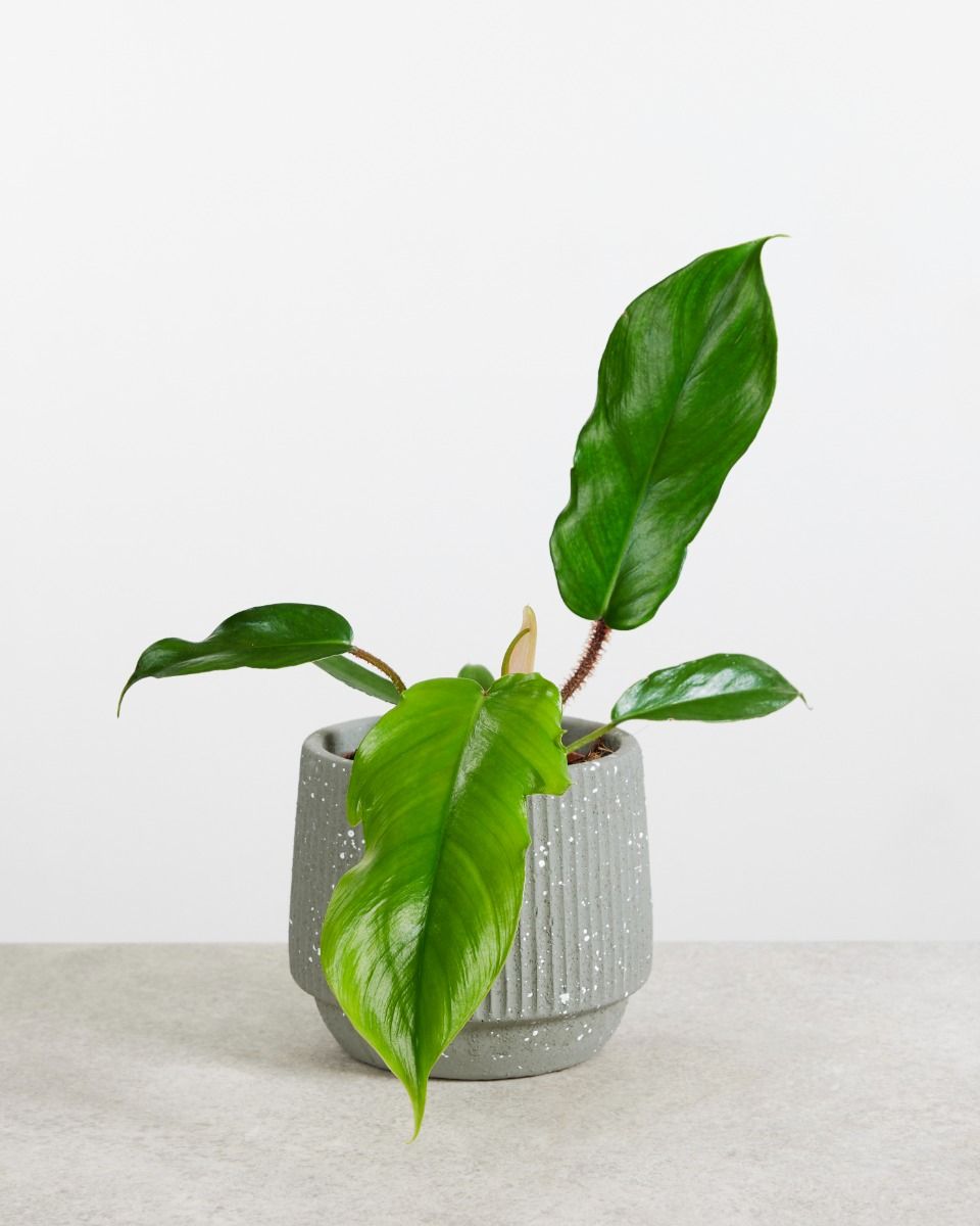 Philodendron Squamiferum M online kopen | PLNTS.com