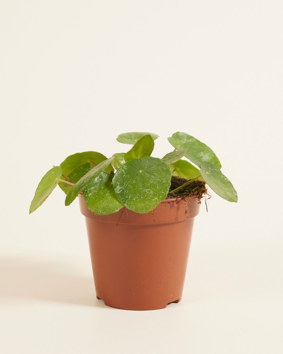 Pilea Peperomioides Sugar® M (Pannenkoekenplant ) online kopen | PLNTS.com