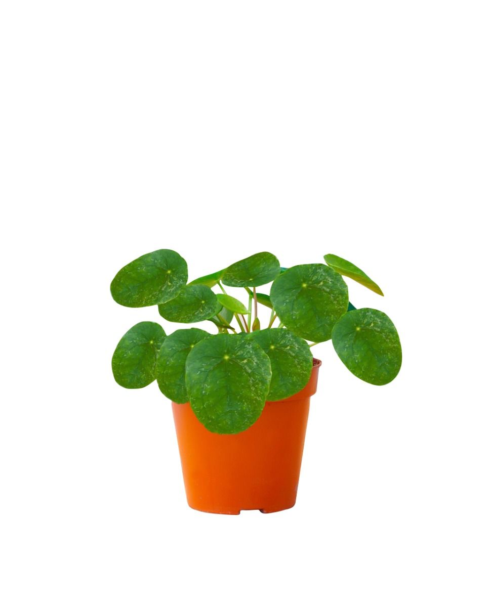 Pilea Peperomioides Sugar® (Pannenkoekenplant ) online kopen | PLNTS.com