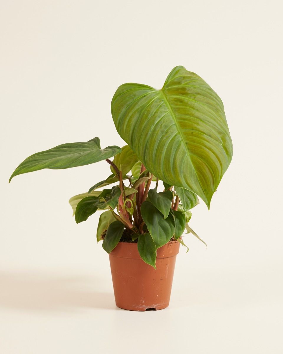 Shop Philodendron Fuzzy Petiole M online | PLNTS.com