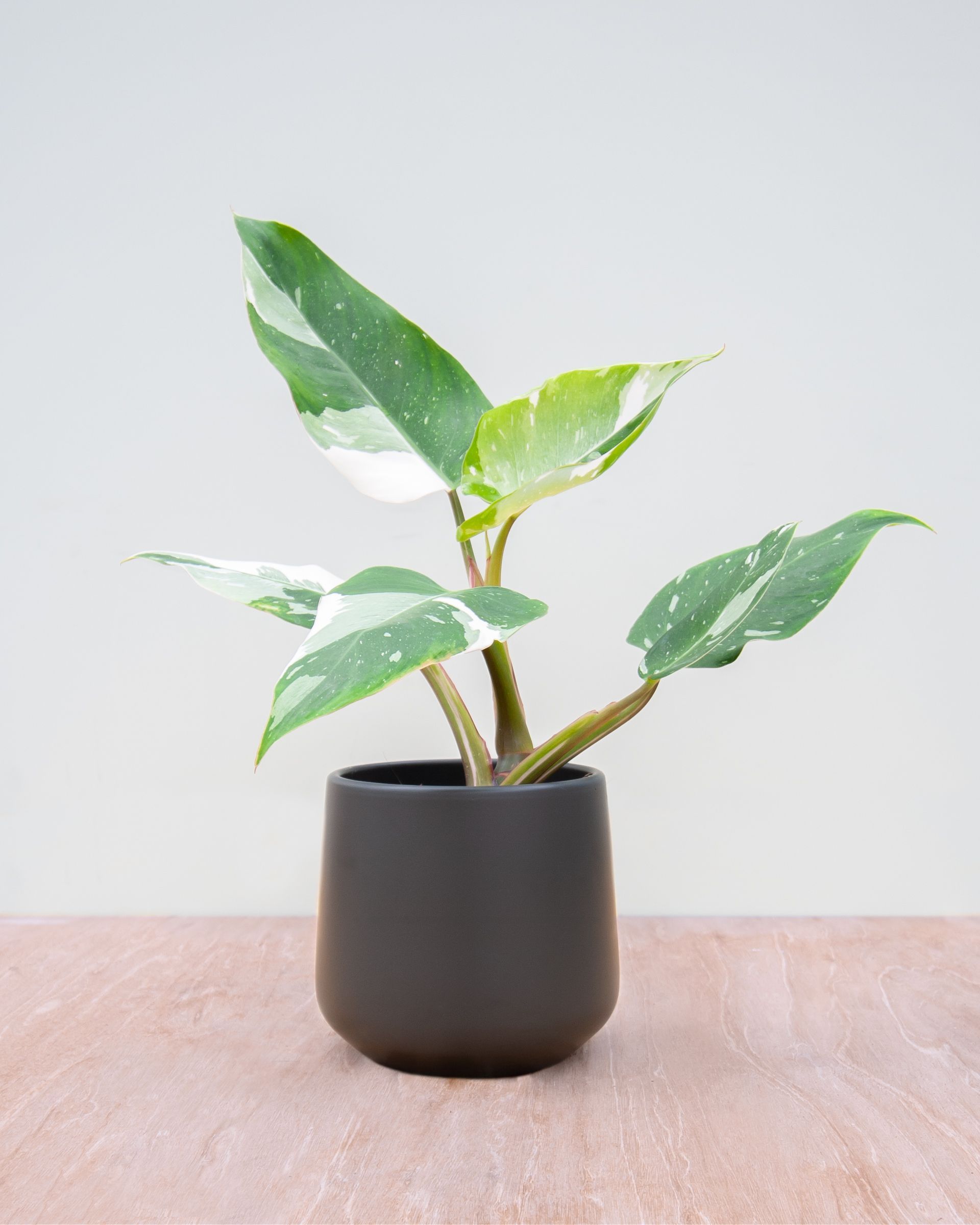 Philodendron White Princess M online kopen | PLNTS.com