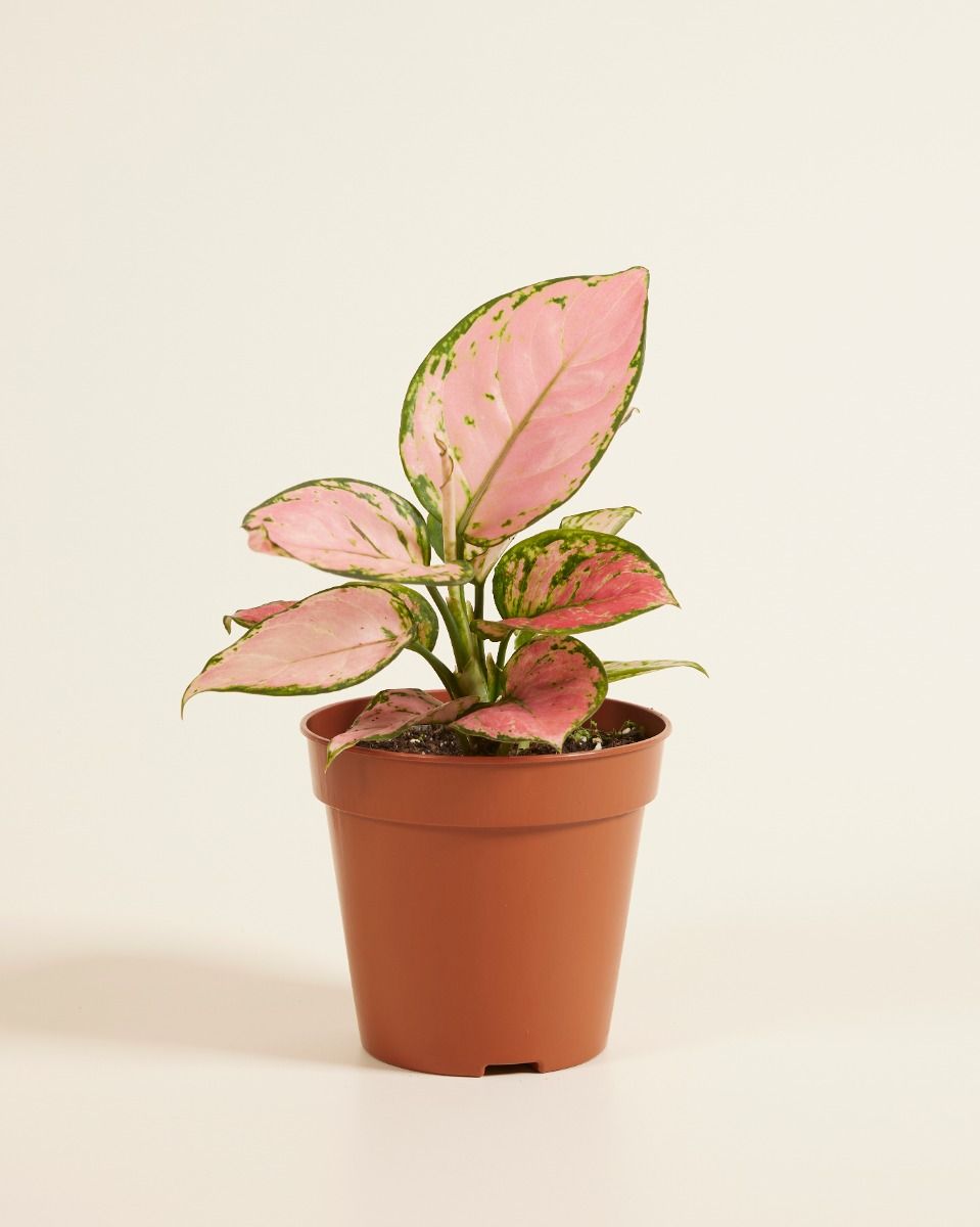 Shop Aglaonema Pink Princess M (Chinese Evergreen) online | PLNTS.com
