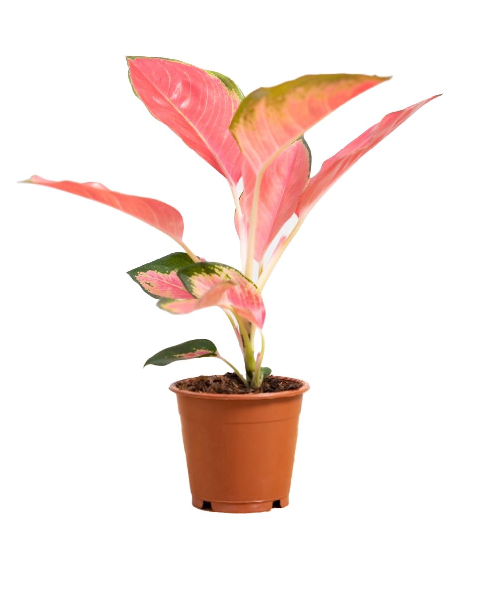 Shop Aglaonema Pink Princess (Chinese Evergreen) online | PLNTS.com