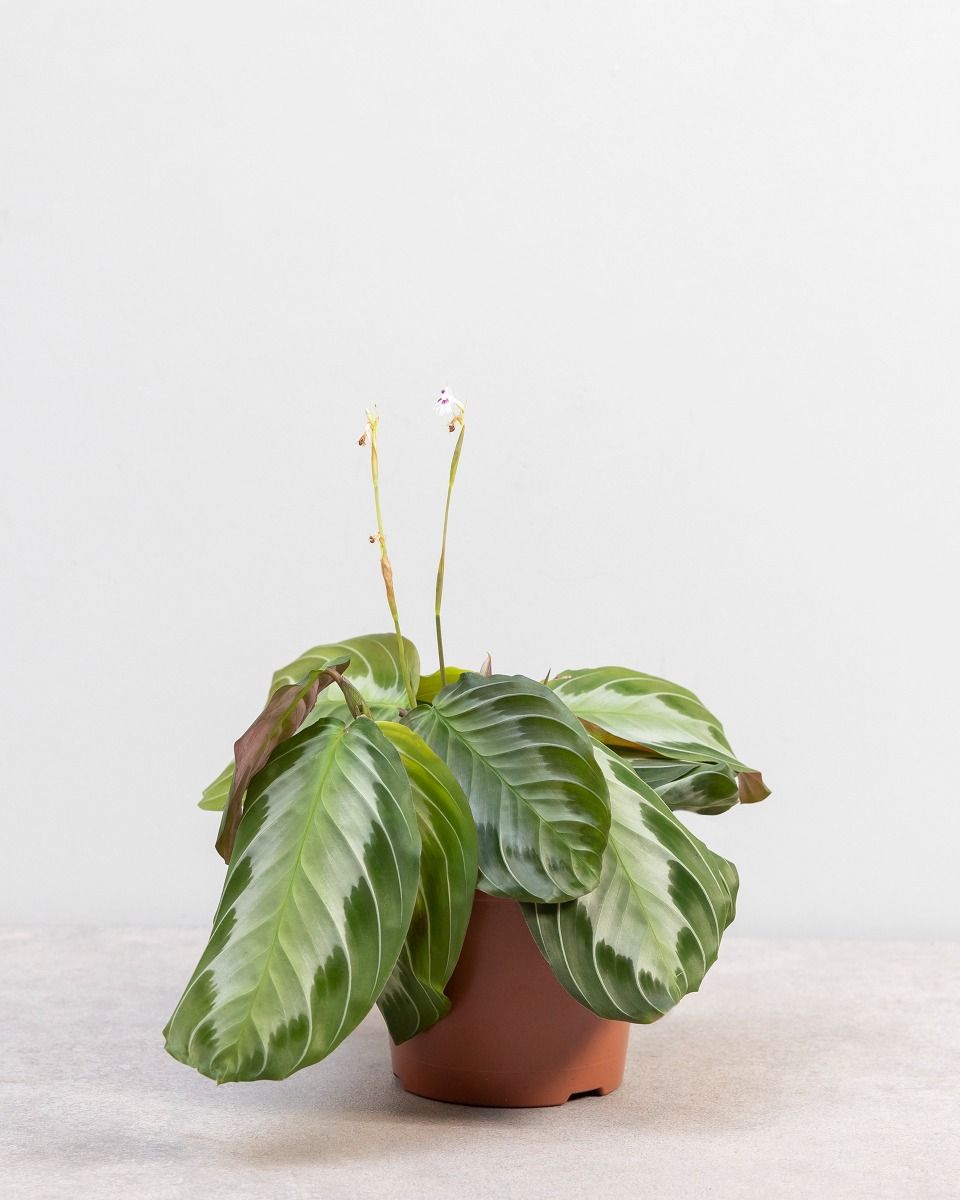Maranta Silver Band M (Prayer Plant) online kopen | PLNTS.com