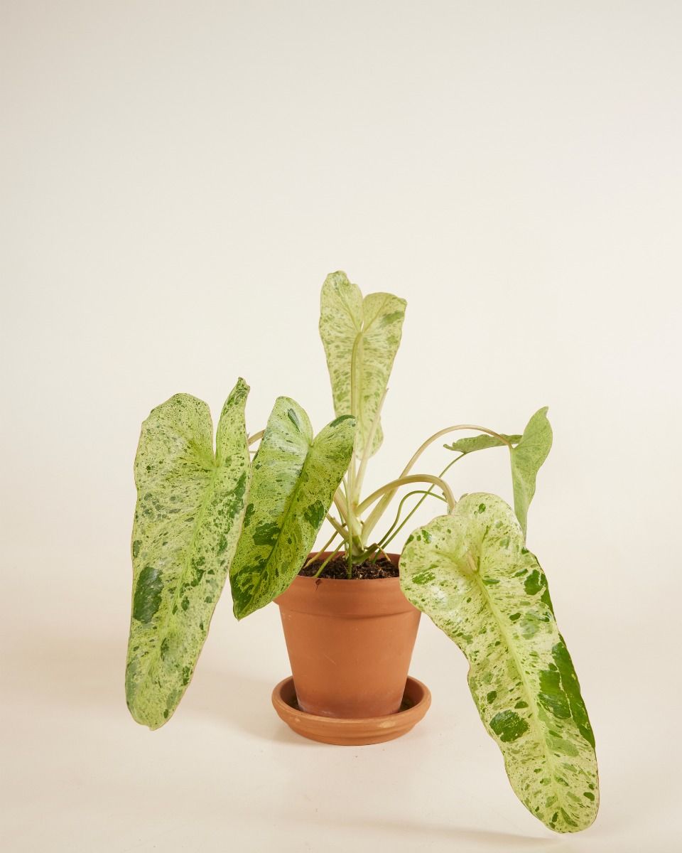 Philodendron Paraiso Verde M (Baumfreund) online kaufen | PLNTS.com