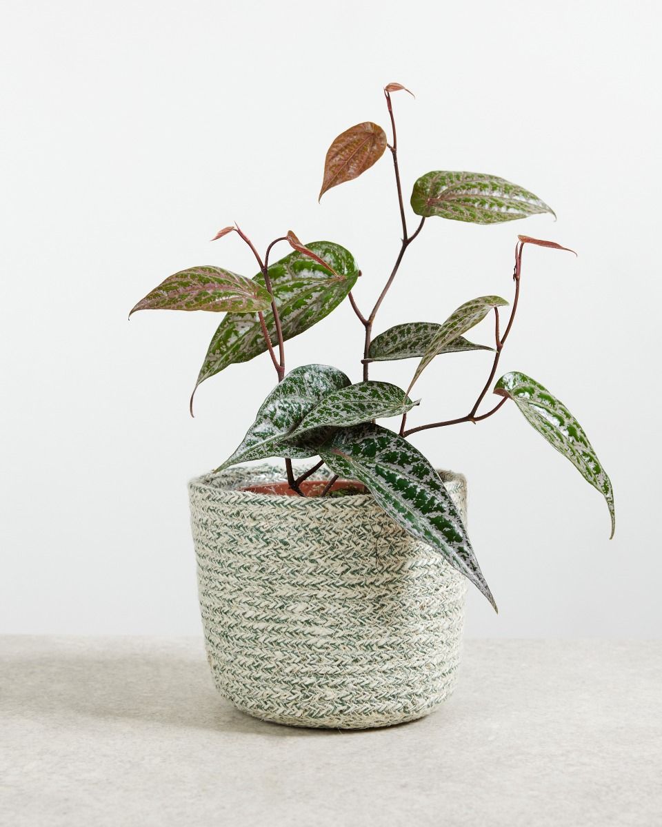 Shop Piper Crocatum M online | PLNTS.com