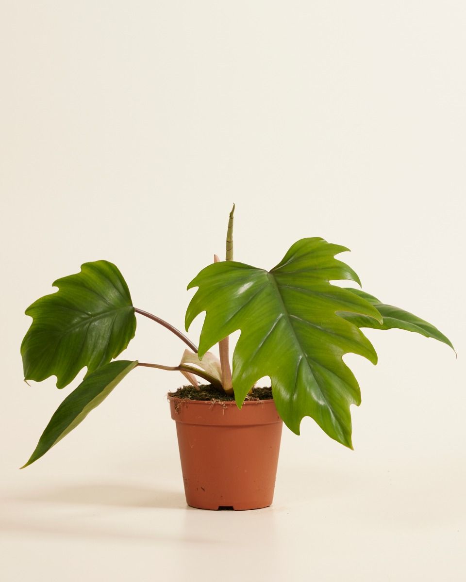 Shop Philodendron Mayoi M online | PLNTS.com