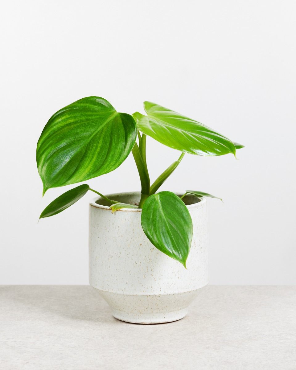 Shop Philodendron Pittieri M online | PLNTS.com