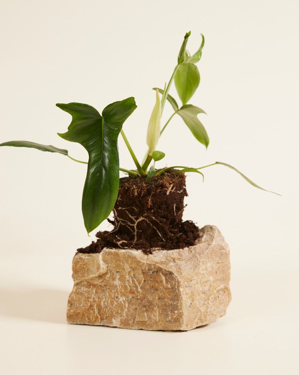 Shop Philodendron Glad Hands online | PLNTS.com