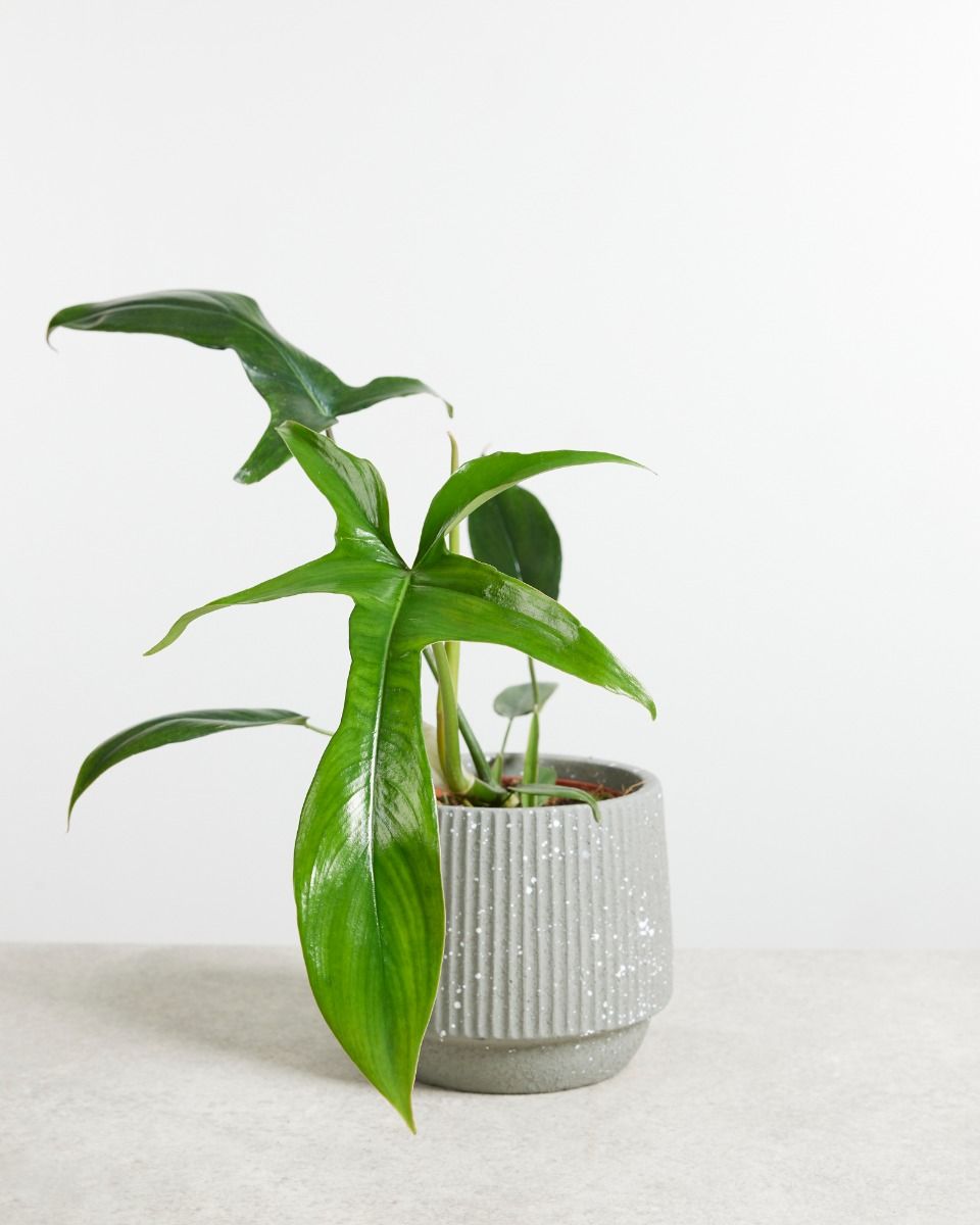 Shop Philodendron Glad Hands M online | PLNTS.com