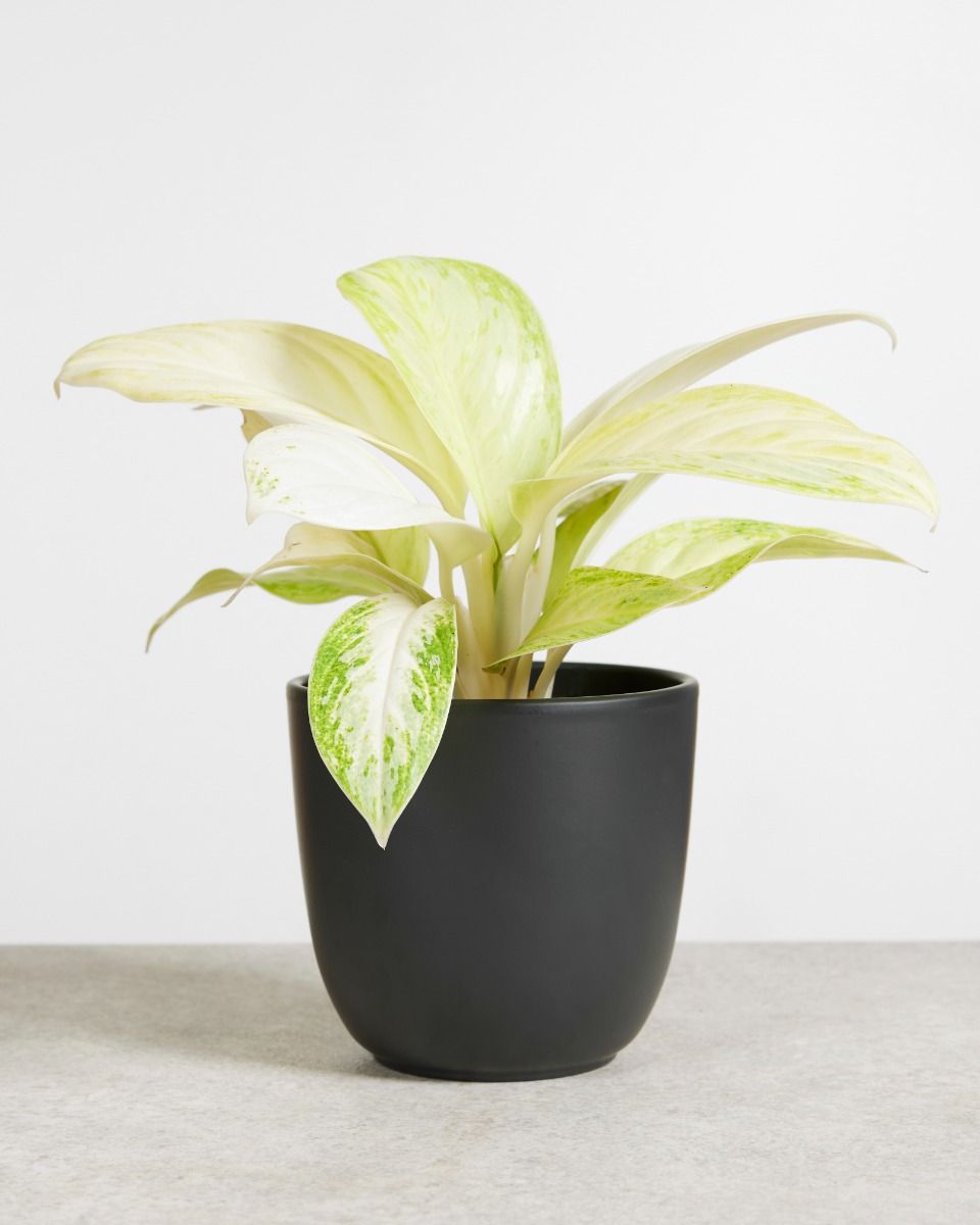 Shop Aglaonema Arctic Lime M (Chinese Evergreen) online | PLNTS.com