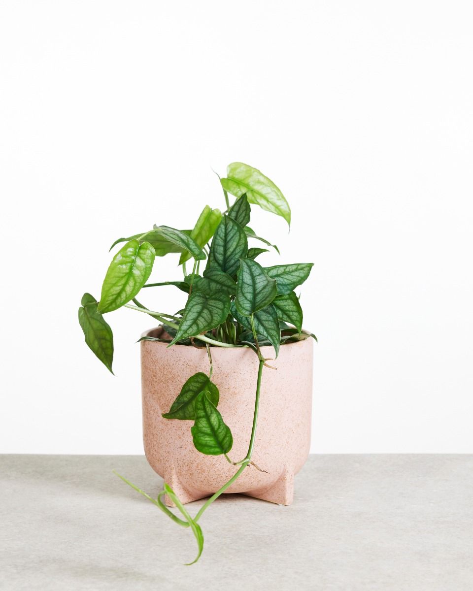 Acquista Monstera Siltepecana M (Pianta del pane americana) online ...