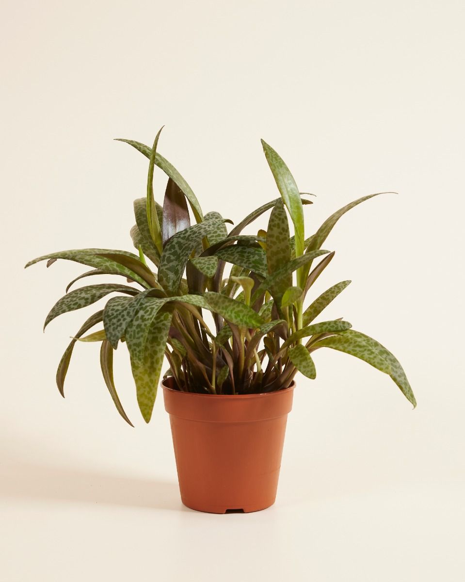 Ledebouria Socialis M online kaufen | PLNTS.com