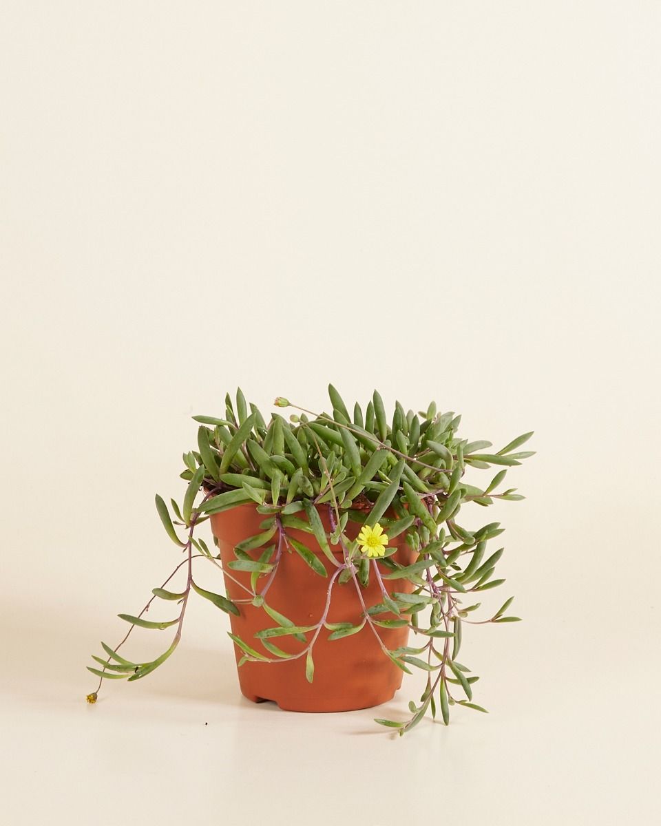 Shop Senecio Herreianus Purple Flush M (String of Bananas) online ...