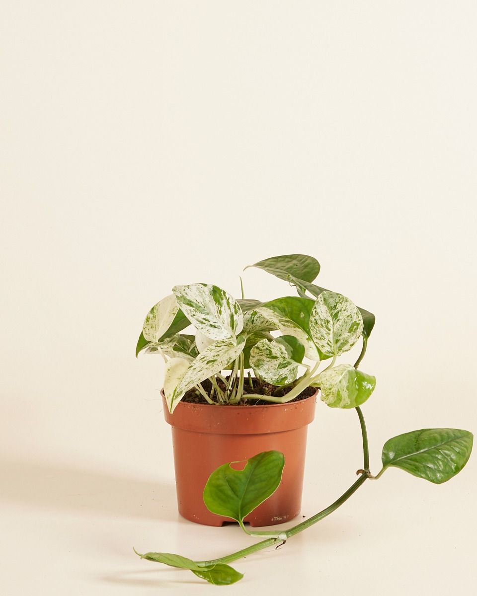 Shop Epipremnum Pinnatum Marble Variegata (Pothos) online | PLNTS.com