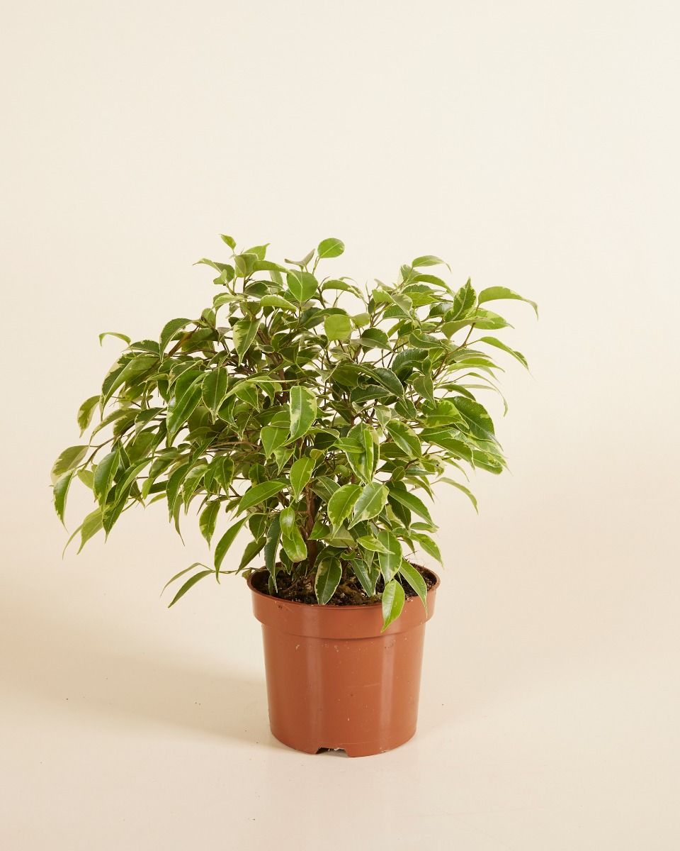 Shop Ficus Benjamina M (Weeping Fig) online | PLNTS.com
